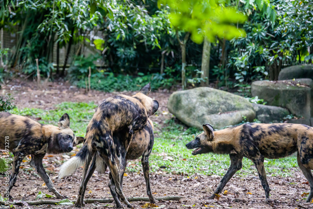 The African wild dog(Lycaon pictus) are mating. It is the largest ...
