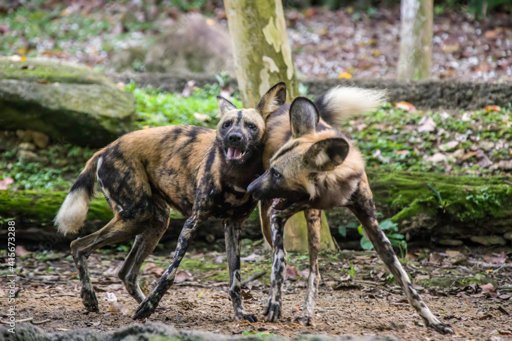The African wild dog(Lycaon pictus) is a canid native to sub-Saharan ...