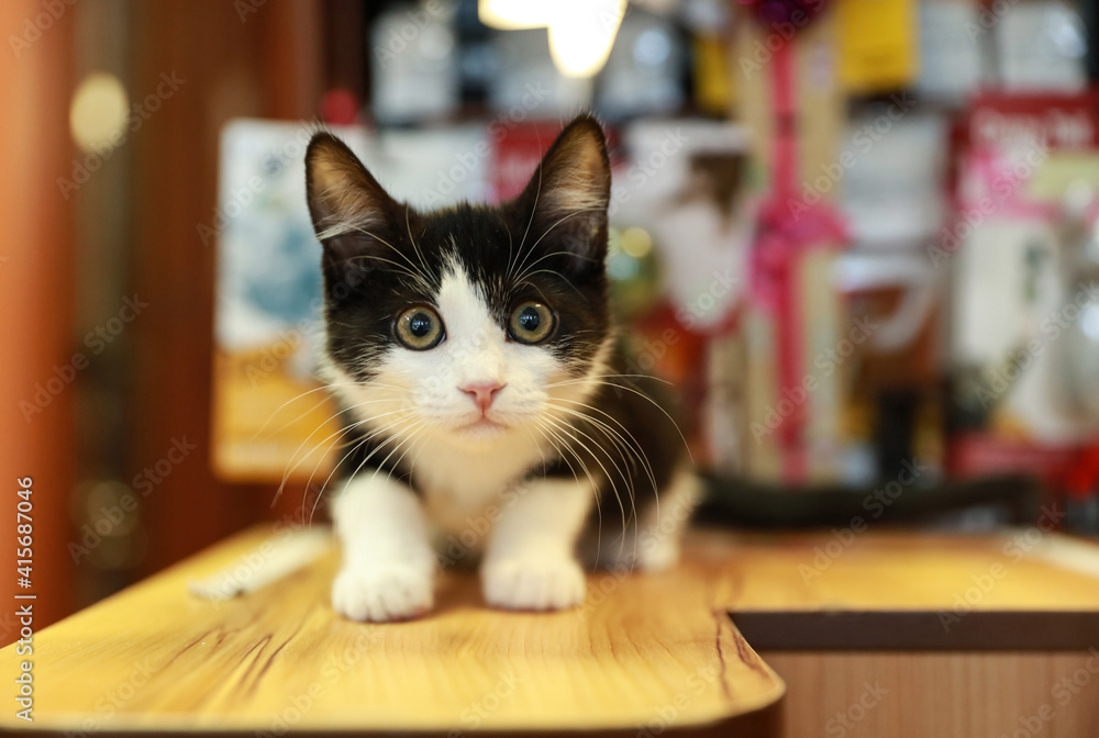 A little scared kitten with wide eyes. A black and white kitten with a ...
