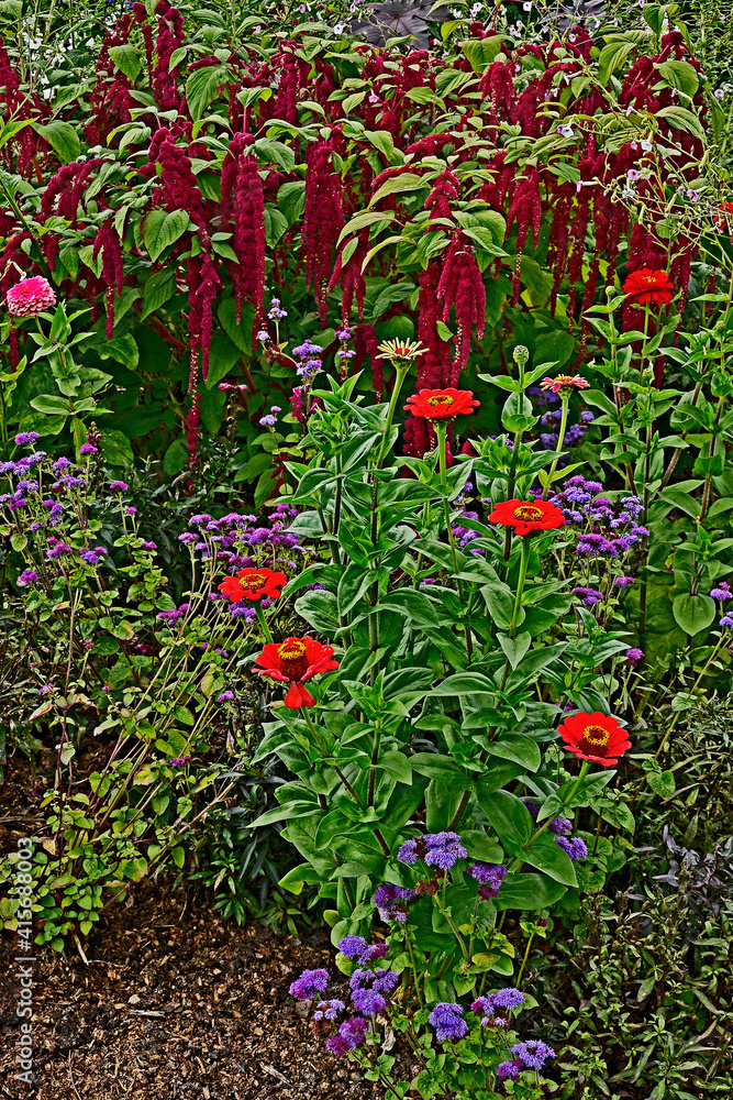 Detail of a flower border with Amaranthus caudatus, Love lies bleeding ...