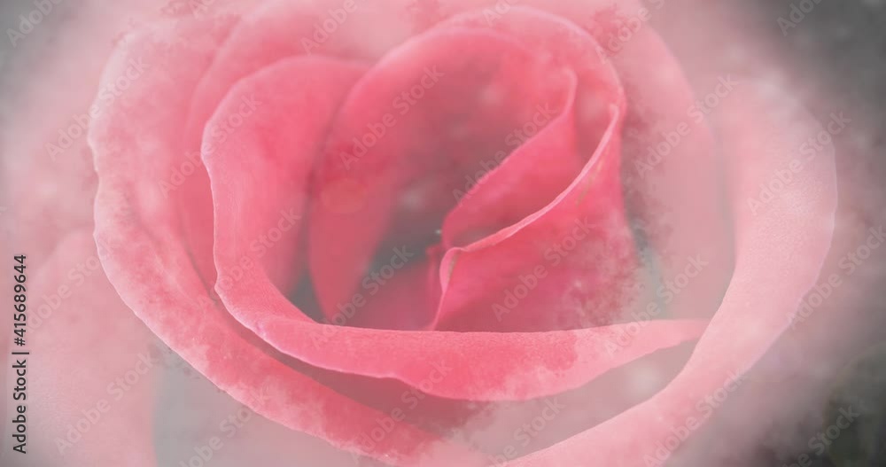 Close up of red rose in dim light and fog that slowly fade out shown in ...