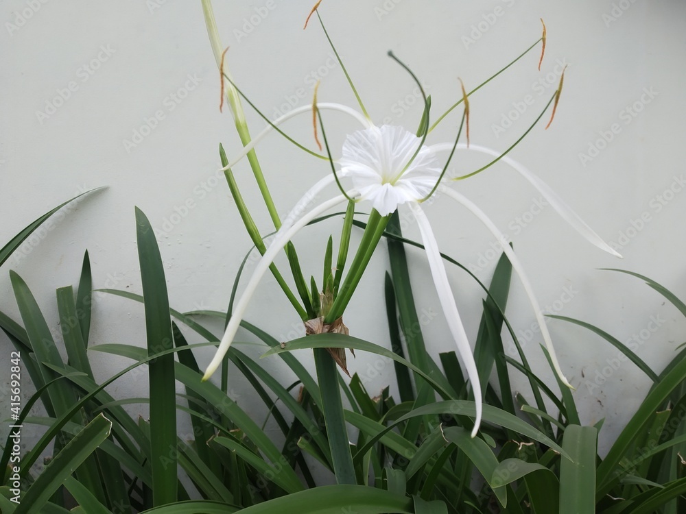 Hymenocallis littoralis or beach spider lily is a plant species of the ...