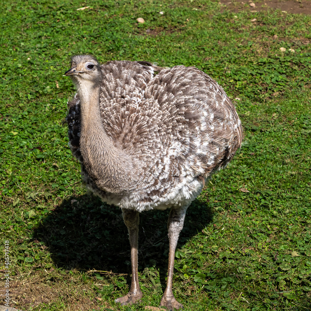 Darwin's rhea, Rhea pennata also known as the lesser rhea. Stock Photo ...