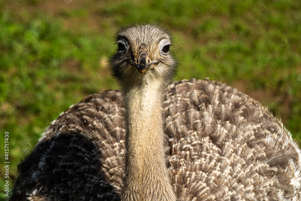 Darwin's rhea, Rhea pennata also known as the lesser rhea. Stock Photo ...