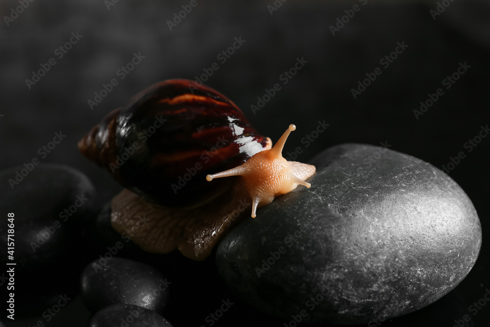 Snail and spa stones on dark background Stock Photo | Adobe Stock