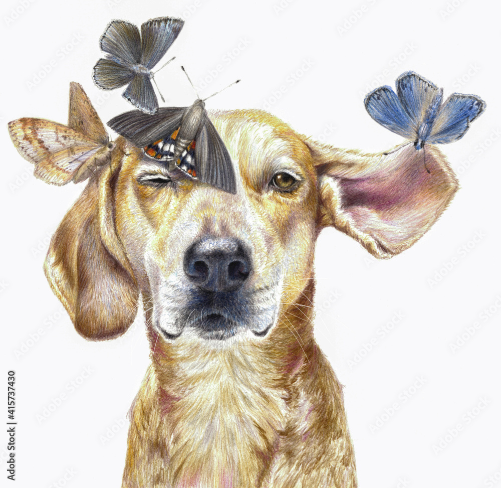 Color portrait of a dog with butterflies isolated on a white background ...