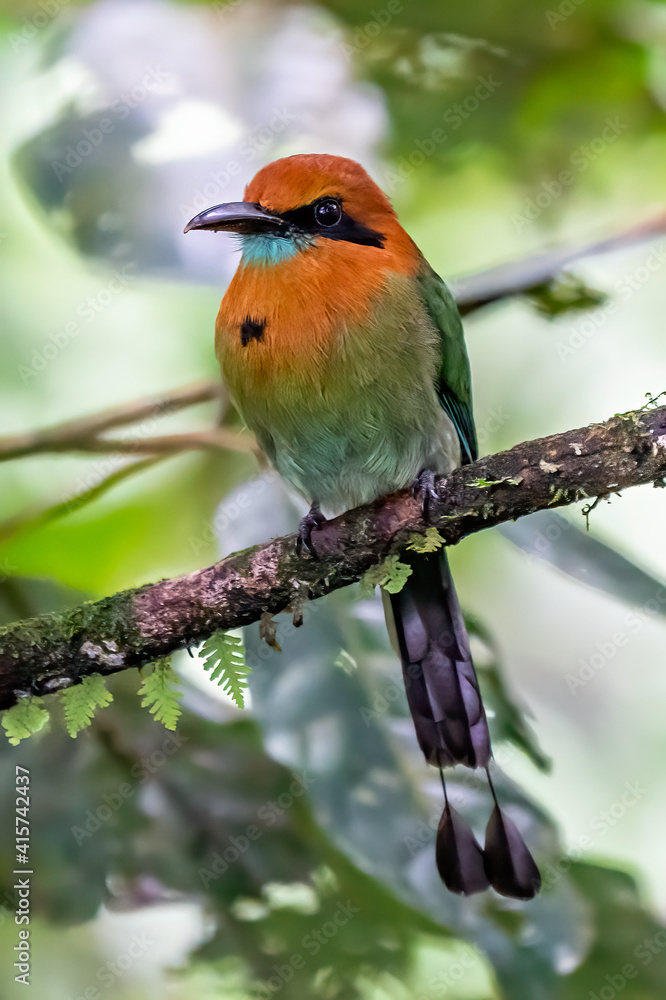 Turquoise-browed motmot - Eumomota superciliosa also Torogoz, colourful ...