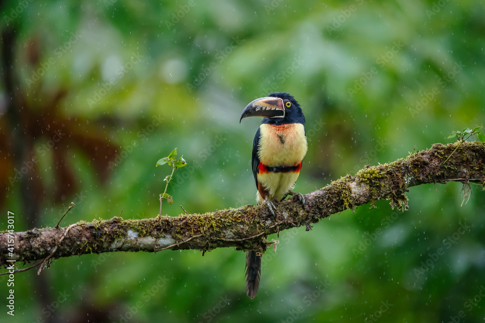 Fiery-billed Aracari - Pteroglossus frantzii is a toucan, a near ...