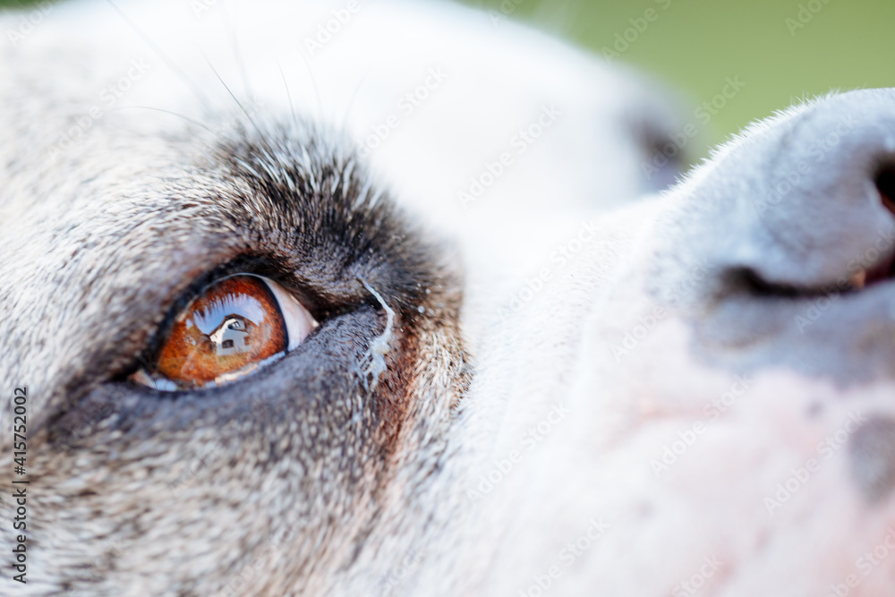 Eye of a white american bulldog. Eyes of a dog. Open eye of dog ...