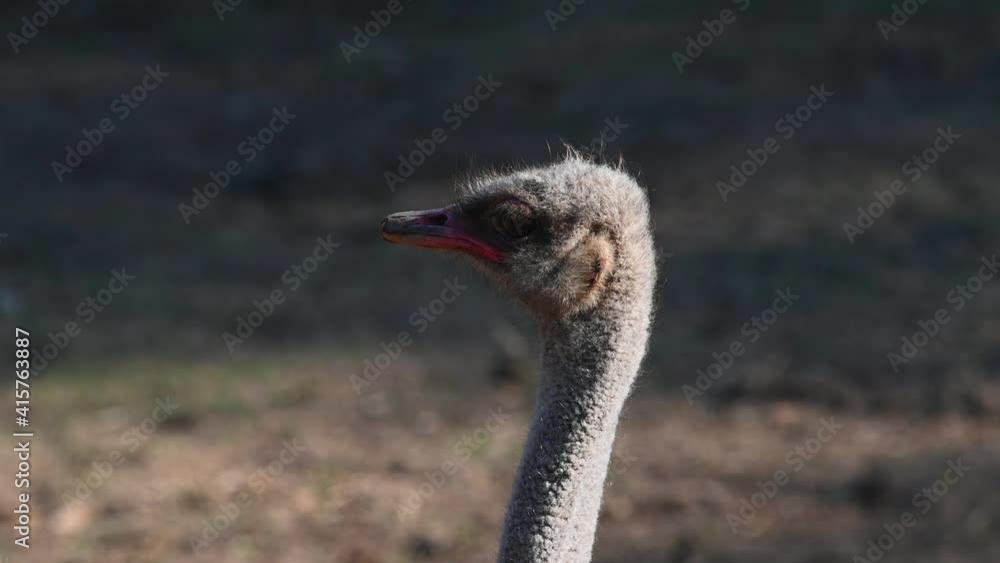 Video Stock Common Ostrich, Struthio camelus, Africa; seen from the ...