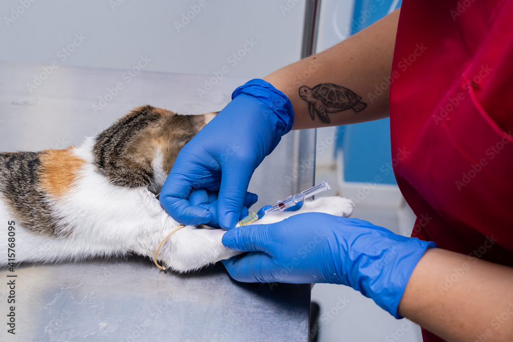 Veterinarian placing an intravenous catheter in a sedated Stock Photo ...