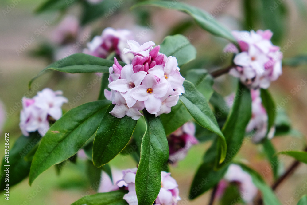 Daphne bholua, the Nepalese paper plant, in flower Stock Photo | Adobe ...