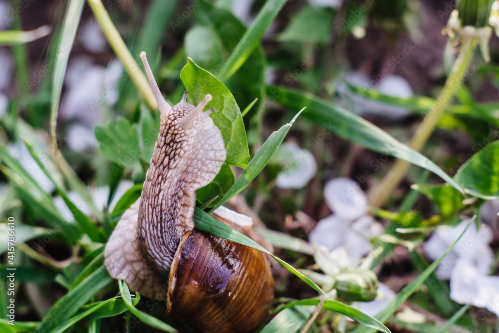 Helix pomatia also Roman snail, Burgundy snail, edible snail or ...
