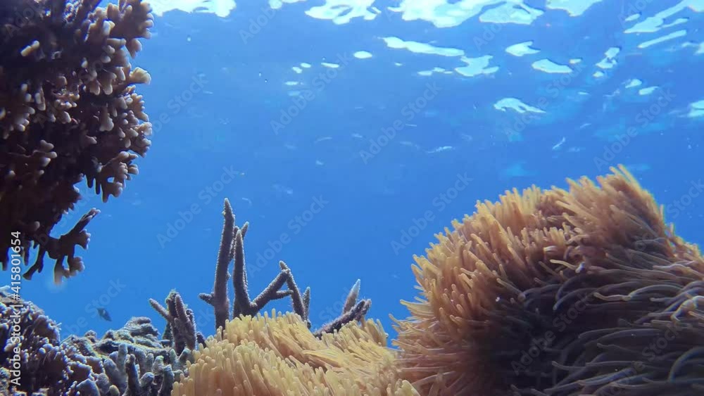 Underwater View Of Colorful Coral Garden With Tropical Fish In Kri ...