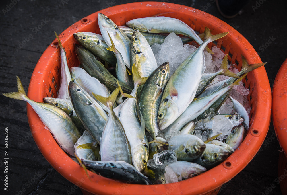 Fish in plastic baskets ready to be sent to the fresh market At Ban ...
