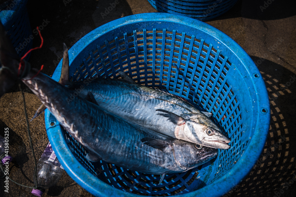 Fish in plastic baskets ready to be sent to the fresh market At Ban ...