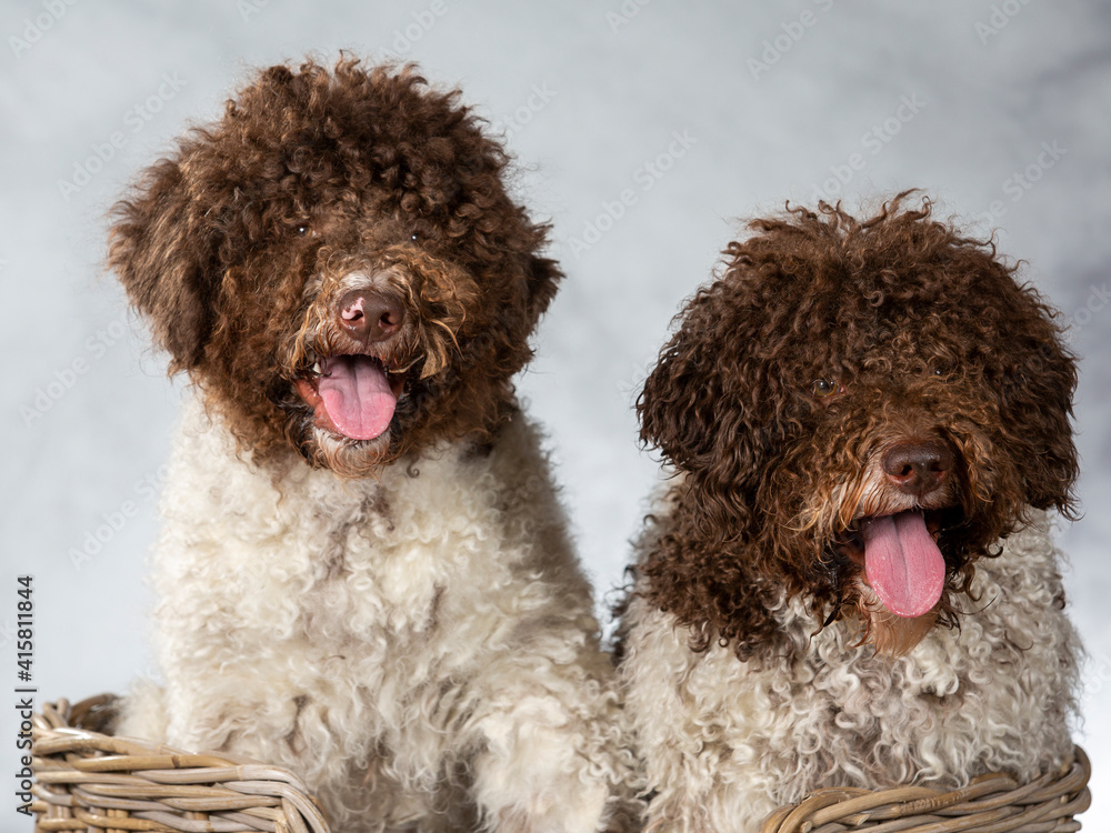 Lagotto romagnolo dog portrait. Image taken in a studio. Dog breed also ...