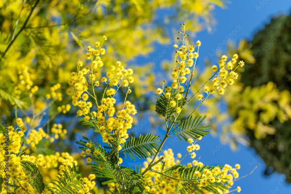 Foto de Acacia dealbata, also known as silver wattle and mimosa, is an ...