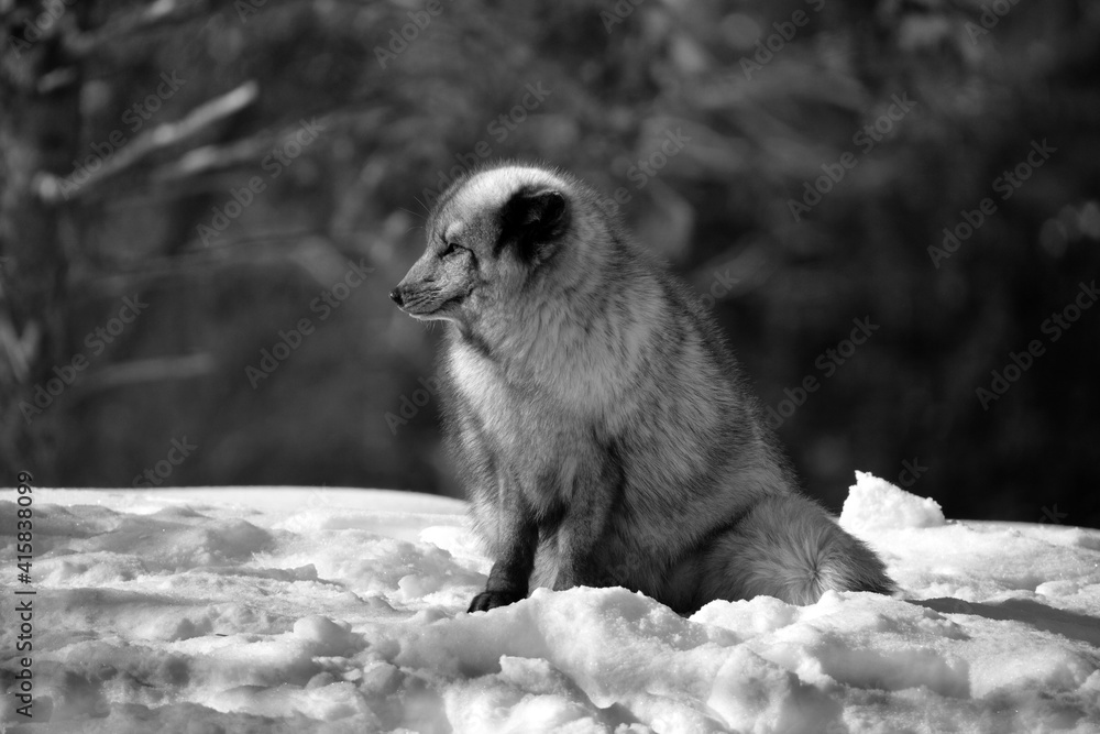 Foto de In winter arctic fox (Vulpes lagopus), also known as the white ...