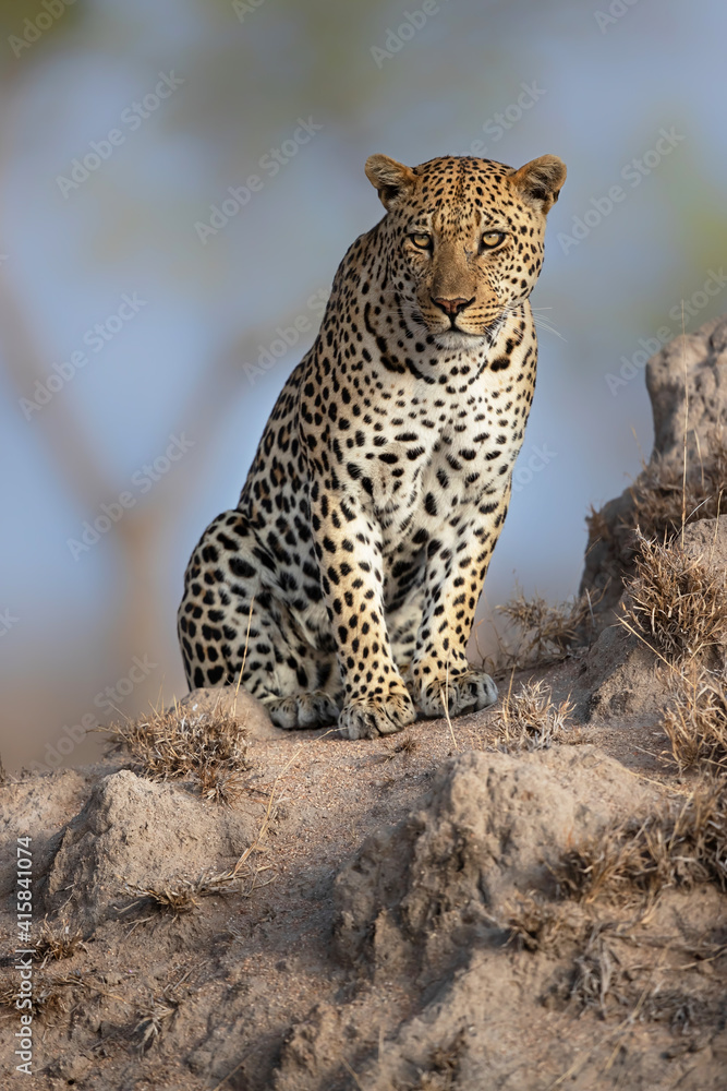 Foto de Leopard male sitting on a termite hill in a Game Reserve in the ...