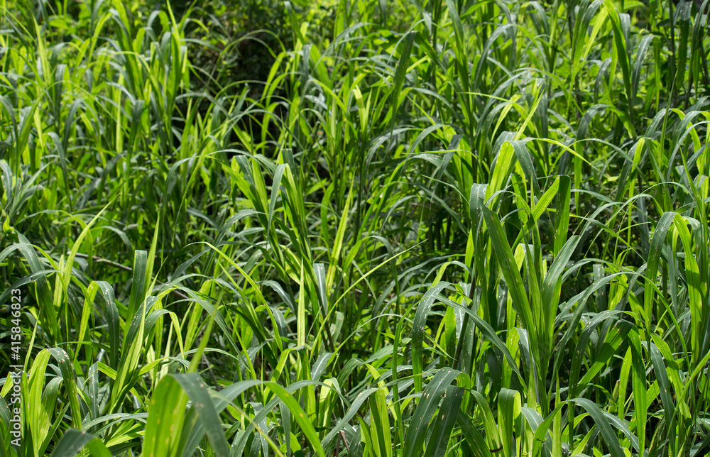 Lush vegetation. Closeup view of the long wetland grasses and plants ...