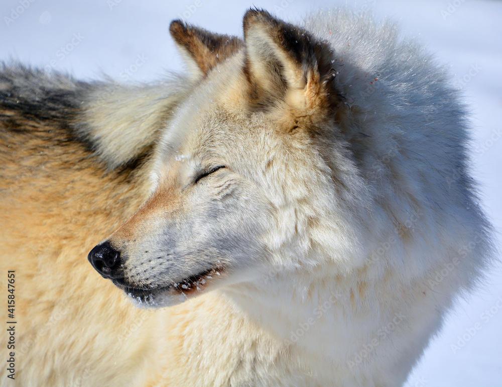 In winter gray or grey wolf, also timber or western wolf is a canine ...