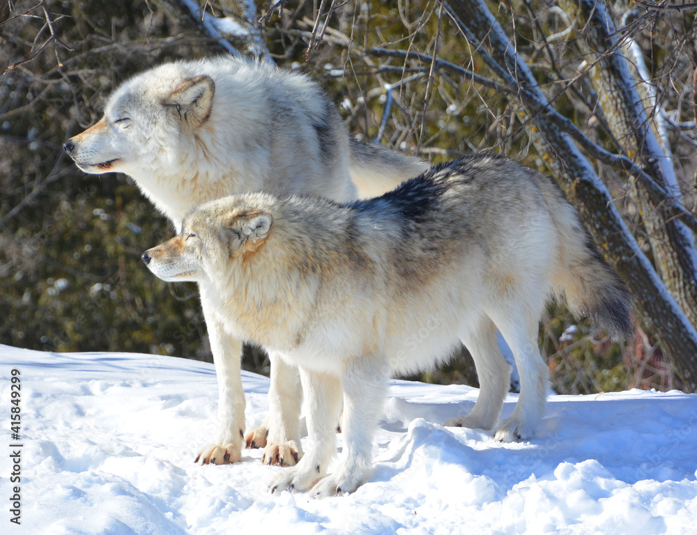 In winter gray or grey wolf, also timber or western wolf is a canine ...