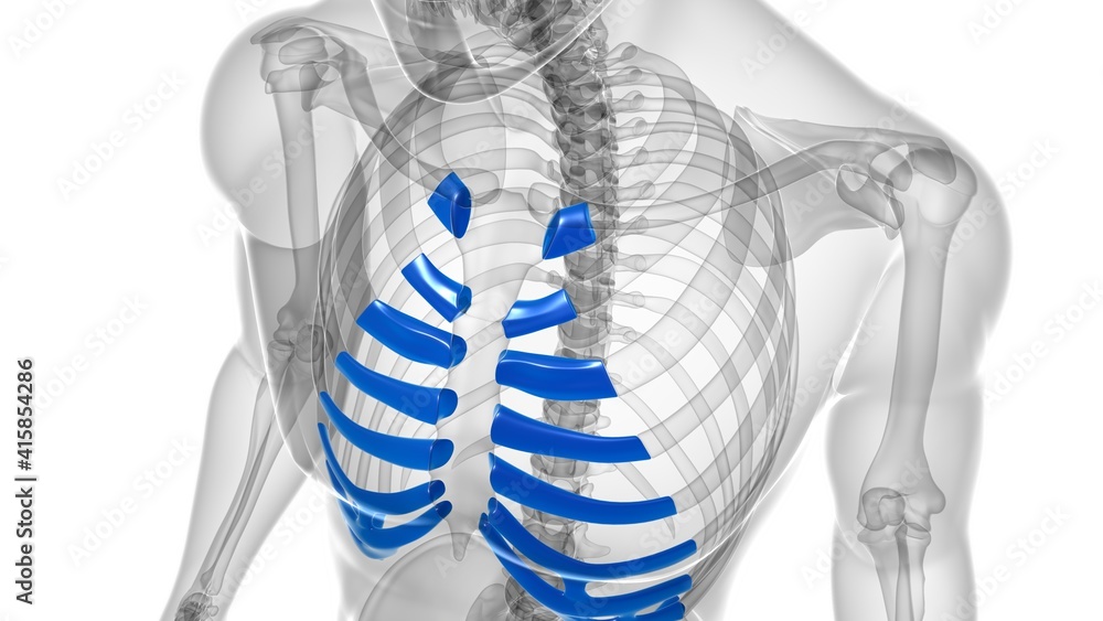 Human skeleton anatomy Costal Cartilage 3D Rendering Stock Illustration ...