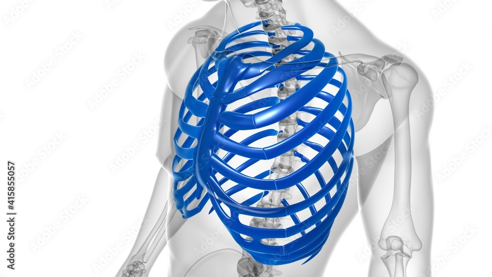 Human skeleton anatomy Rib Cage 3D Rendering Stock Illustration | Adobe ...