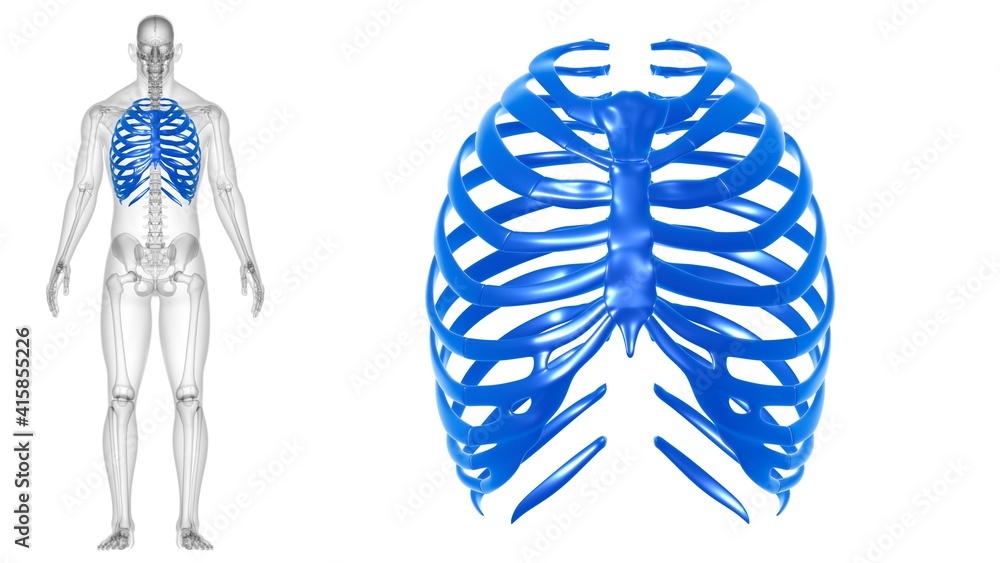Human skeleton anatomy Rib Cage 3D Rendering Stock Illustration | Adobe ...
