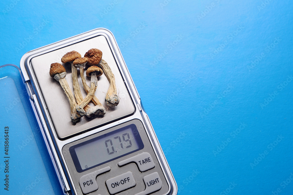 Psychedelic microdosing. Dry psilocybin mushrooms and calculator on bright blue background ...