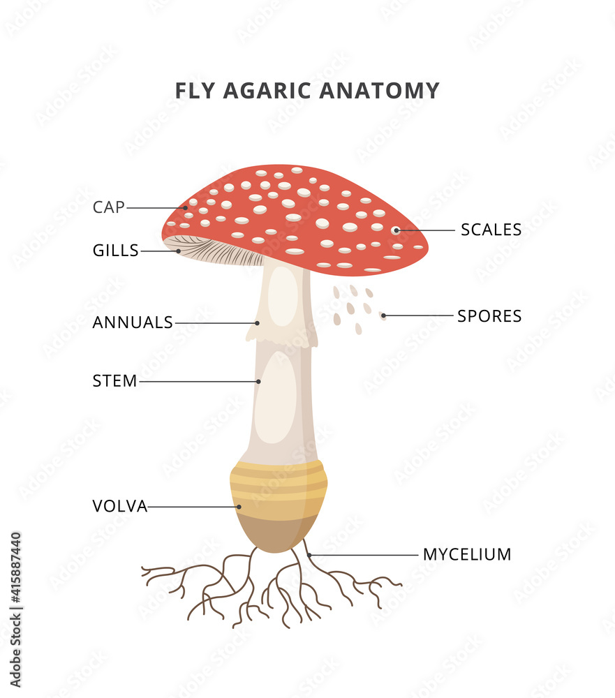 Mushroom Diagram Labeled