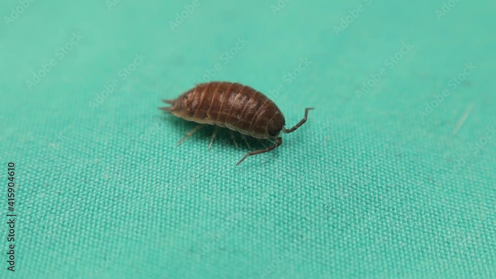 Woodlouse on a green background. wood louse isolated. It's also called ...
