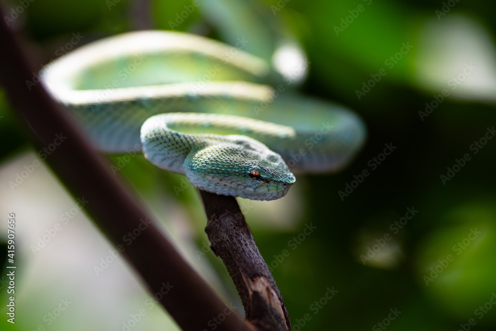 A venomous Bornean Keeled Pit Viper - snake on a tree in the jungle of ...