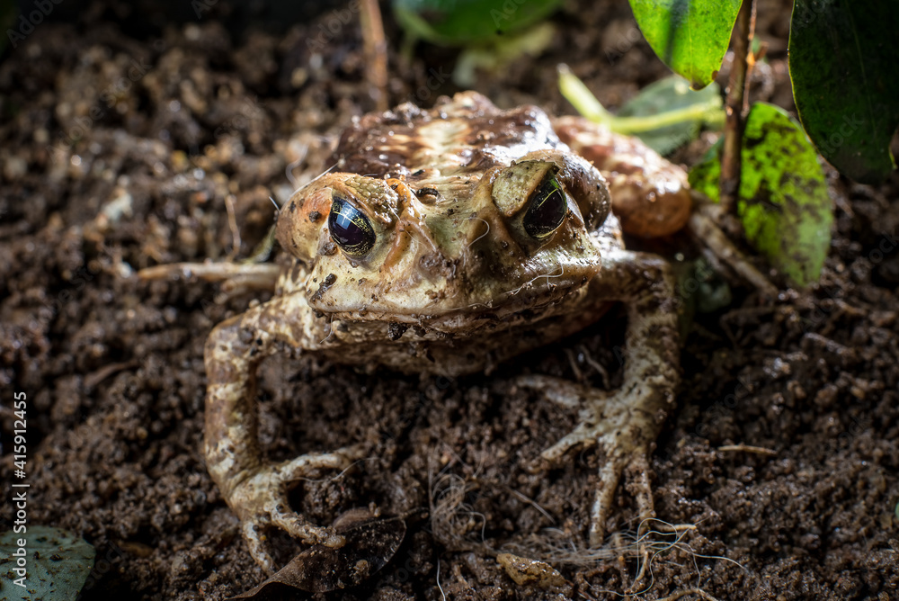 Foto de Cane Toad - Bufo marinus - also known as a giant neotropical or ...
