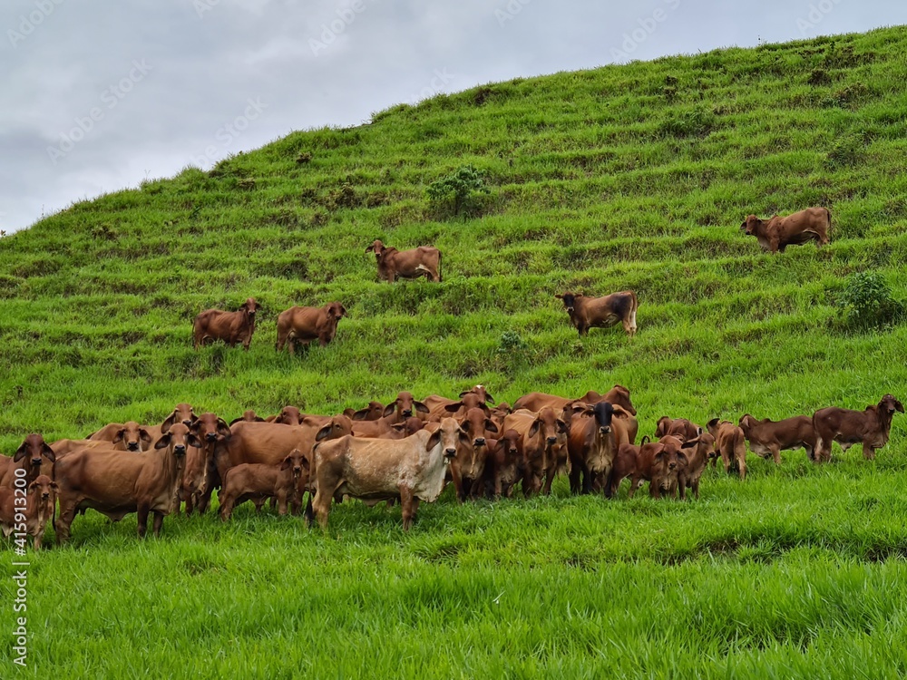 Red Brahman Cattle
