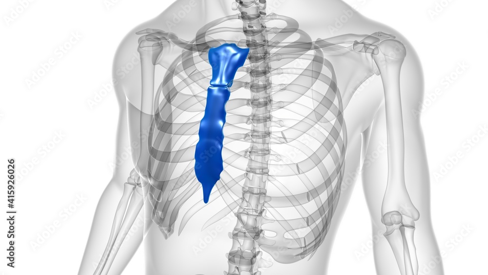 Human Skeleton Sternum Bone Anatomy For Medical Concept Stock ...