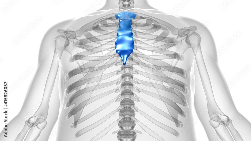 Human Skeleton Sternum Bone Anatomy For Medical Concept Stock ...