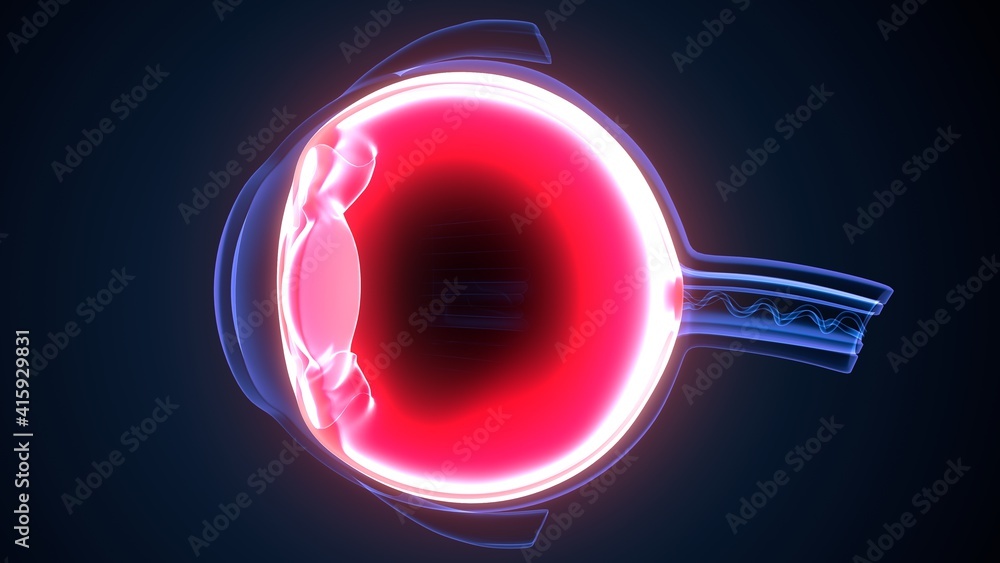 3d render of human eye ball anatomy. Stock Illustration | Adobe Stock