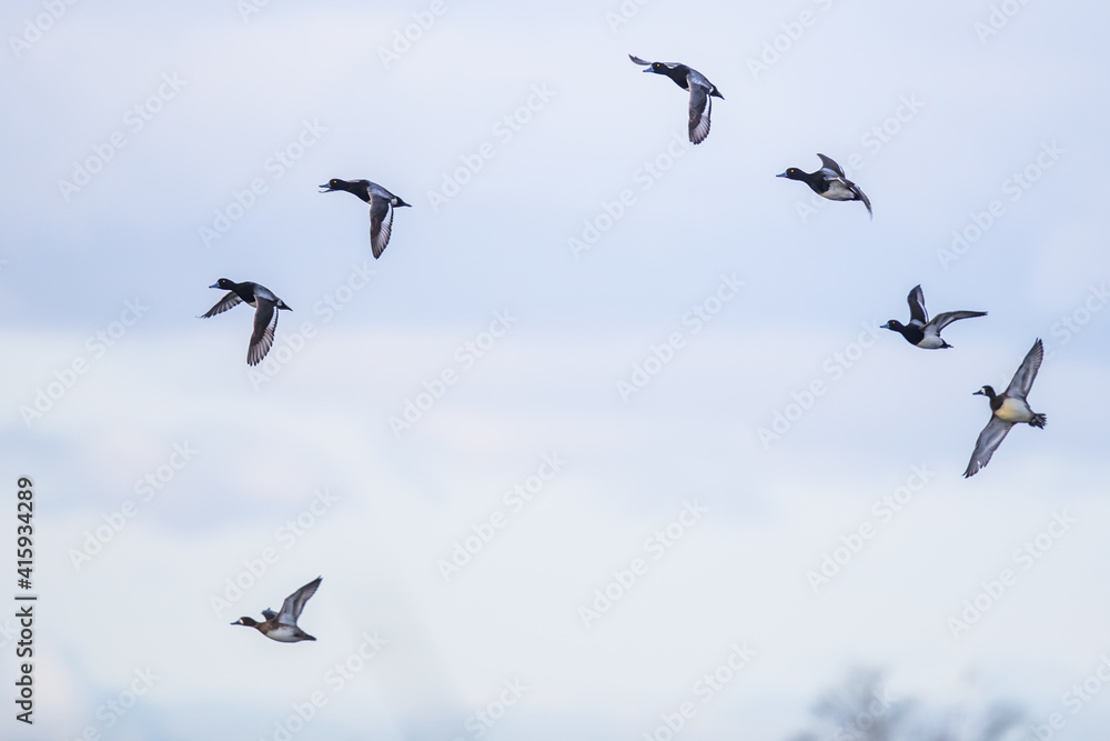 Small Flock of Drake Lesser Scaup Ducks Wheel and Cavort Through a ...