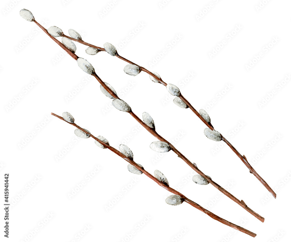 Spring tree Branches with buds. Watercolor willow Branche isolated on ...