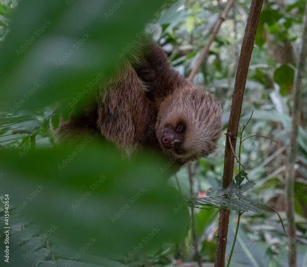 bebé perezoso bosque costarricense Stock Photo | Adobe Stock