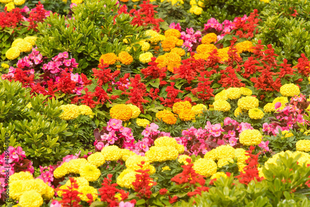 Croatia, Split. Brilliant colors flower beds around Franjo Tudman ...