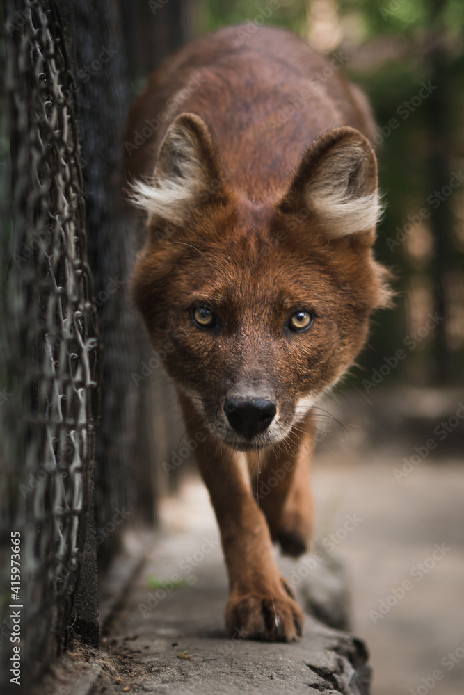 A red wolf (Cuon alpinus) walks along the lattice at the zoo looking ...