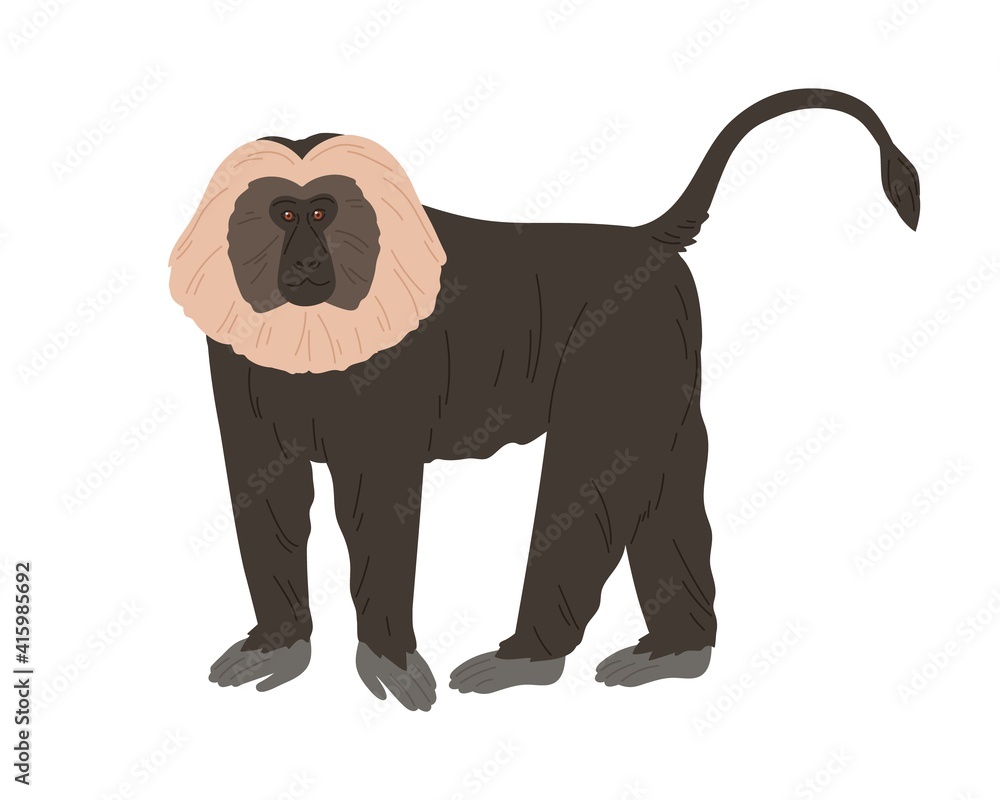Lion-tailed macaque or wanderoo. Indian monkey with silver-white mane ...