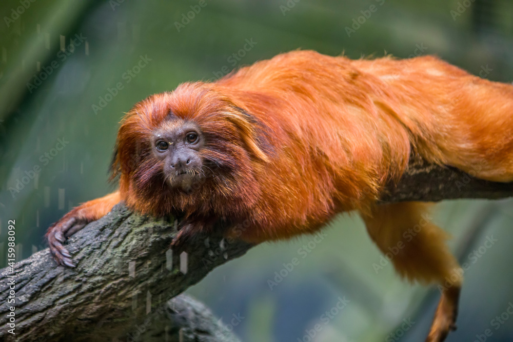 The golden lion tamarin (Leontopithecus rosalia) is a small New World ...