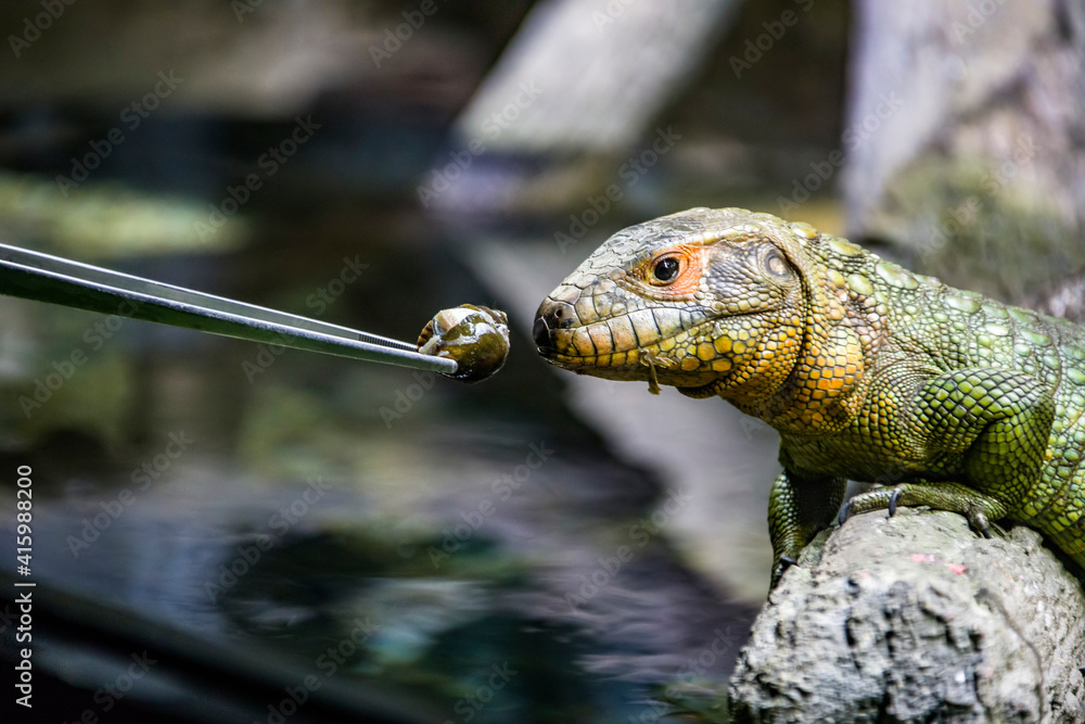 The Northern caiman lizard is eating golden apple snail. It is a ...