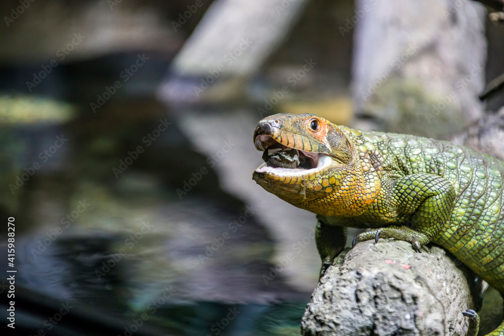 The Northern caiman lizard is eating golden apple snail. It is a ...