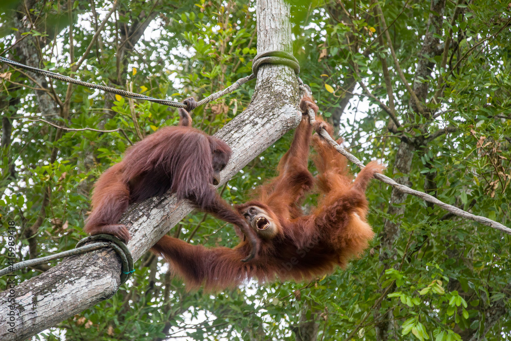 Two Bornean orangutan are fighting. The orangutan is a critically ...