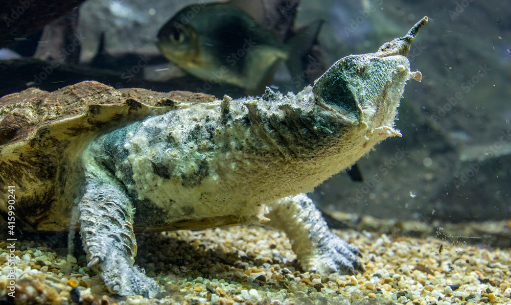 The mata mata is a freshwater turtle found in Wetlands South America ...